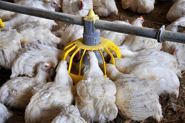 FAO publishes first national report on AMR surveillance in India’s ...