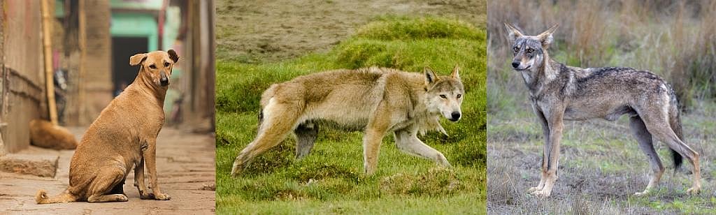 Centre contemplating ban on wolf dogs. But what about the hybrids ...