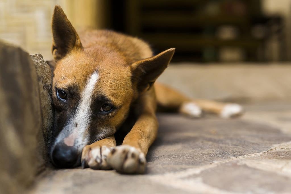 What is ‘liver fluke’, a dog-killing parasite that has spread to ...
