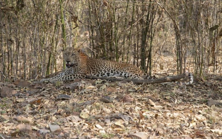 Three deaths in leopard attacks force Junnar forest division to propose ...