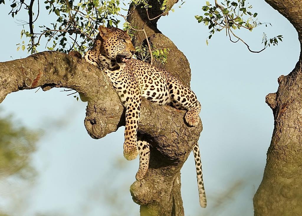 Leopard DNA study in South Africa traces ancestry to ice age — and will ...