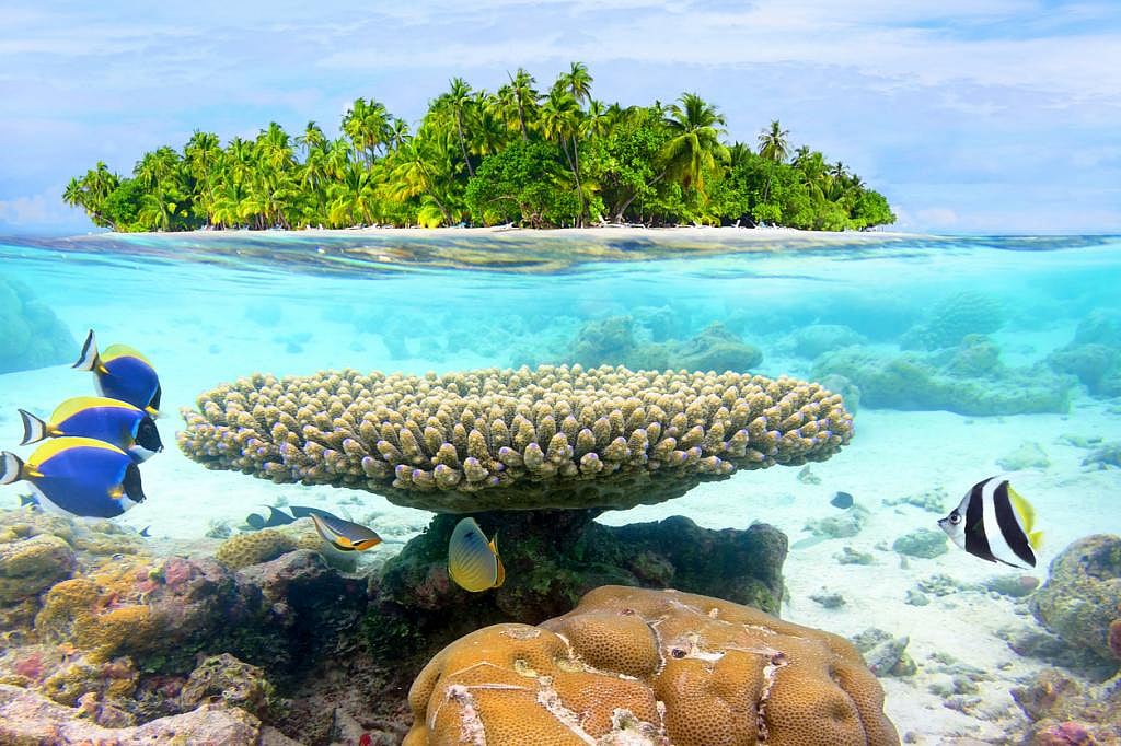 Seychelles: Floating baby corals can help save damaged reefs — new study