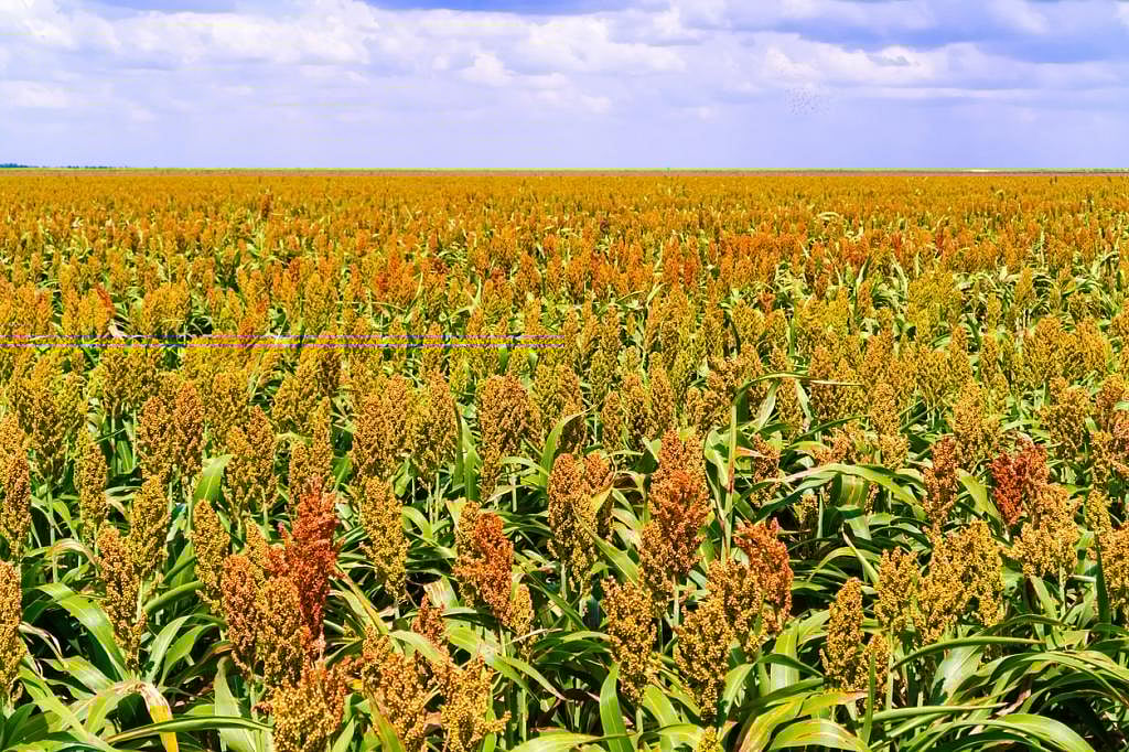 Sweet sorghum is a hardy, nutritious, biofuel crop that offers ...