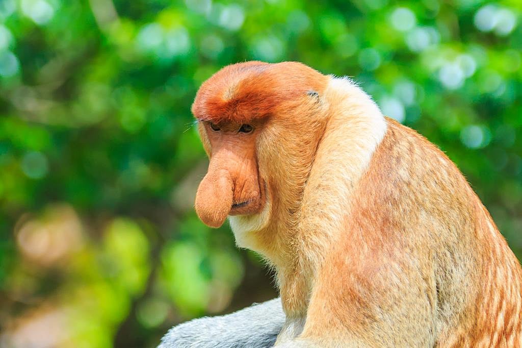 Honk! These monkeys have truly legendary noses — now we better ...