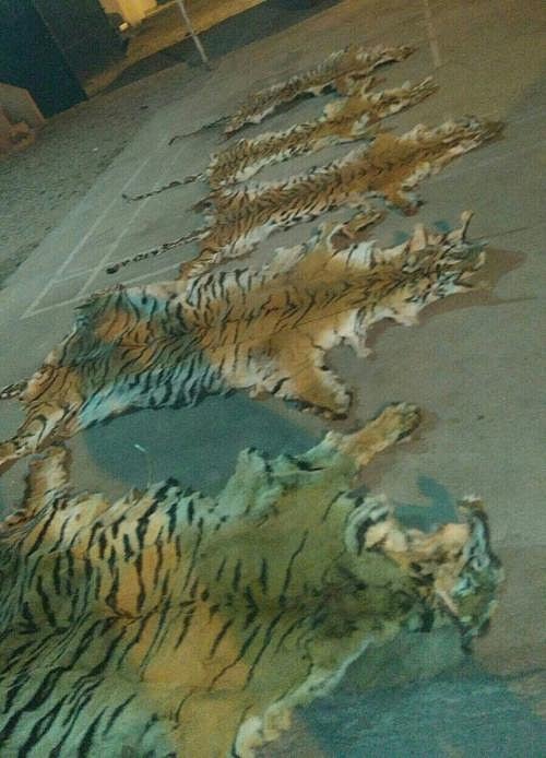 Around 20 tigers poached in Corbett national park in last two years ...