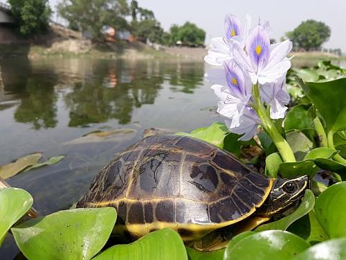 World Turtle Day 2020: Here's an app for you to aid conservation