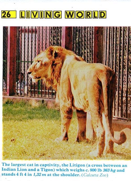Worlds Largest Tigon