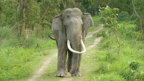 Tusker v makhna: Who will woo the female elephant?