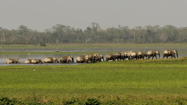 Tusker v makhna: Who will woo the female elephant?