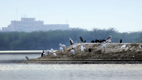 Soor Sarovar bird sanctuary in peril