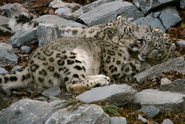 Presence of snow leopards confirmed on camera traps in Sikkim