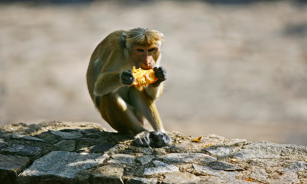 Why did primates evolve such big brains? First study of its kind says ...