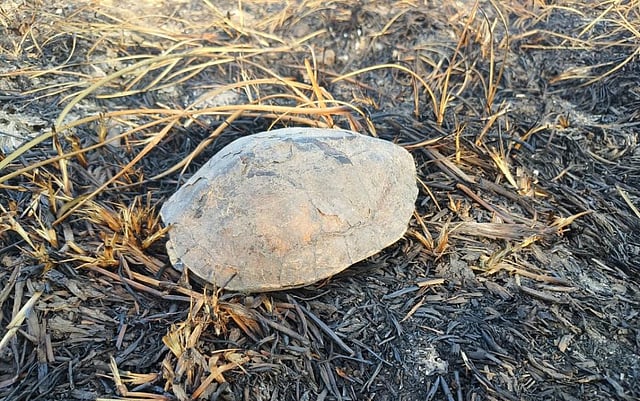 Pariej: Mugger crocodile and several turtles, both Schedule I animals ...
