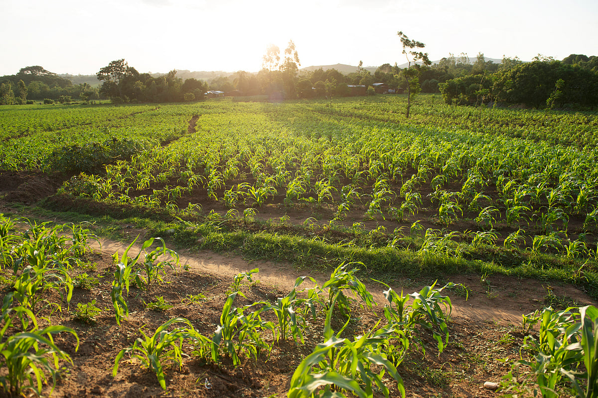 Improving Soil Fertility and Crop Yields: Malawi's Sustainable ...