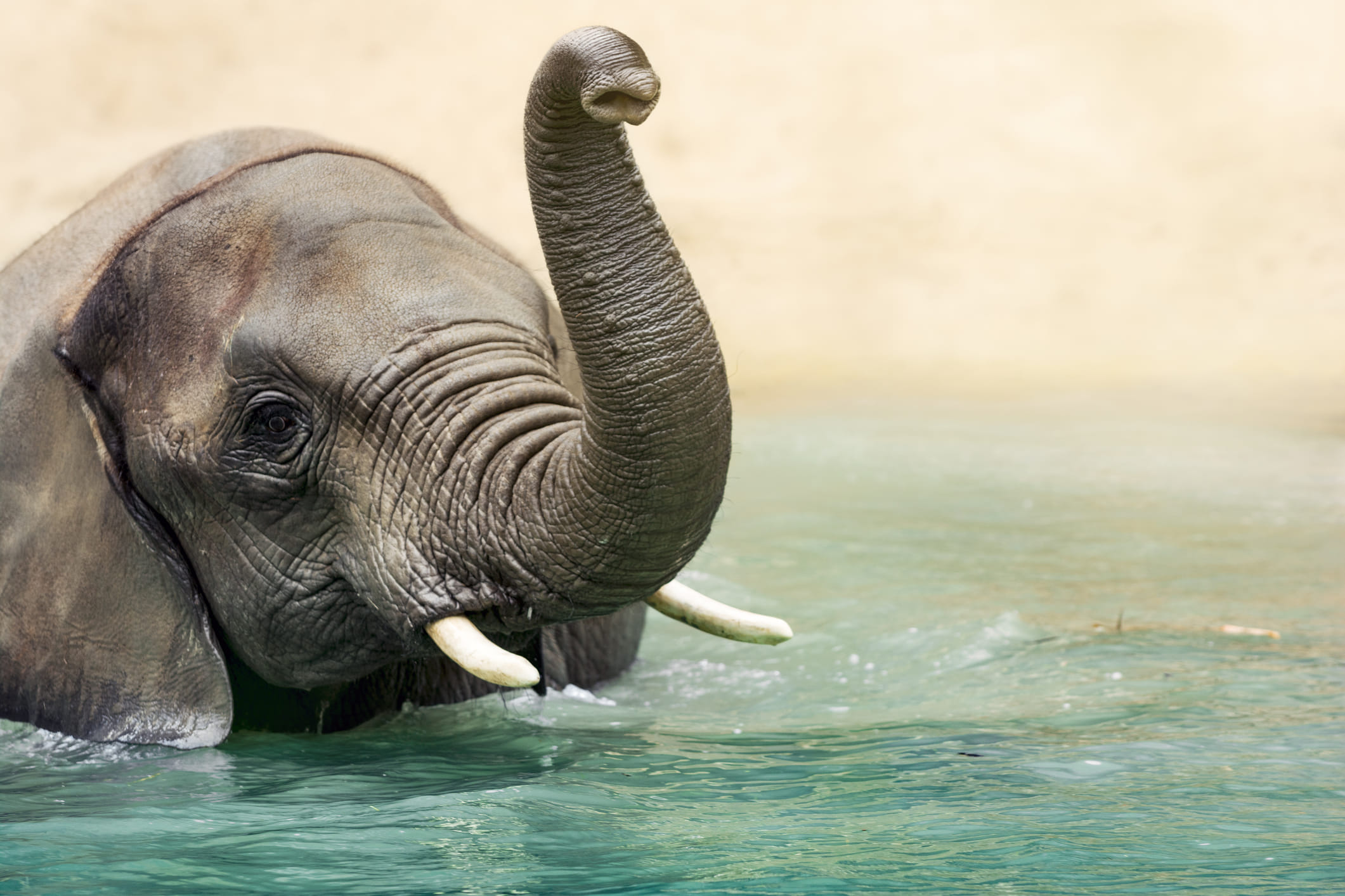 Research on Elephant Trunk Tips: Implications for Bio-inspired Robotics ...
