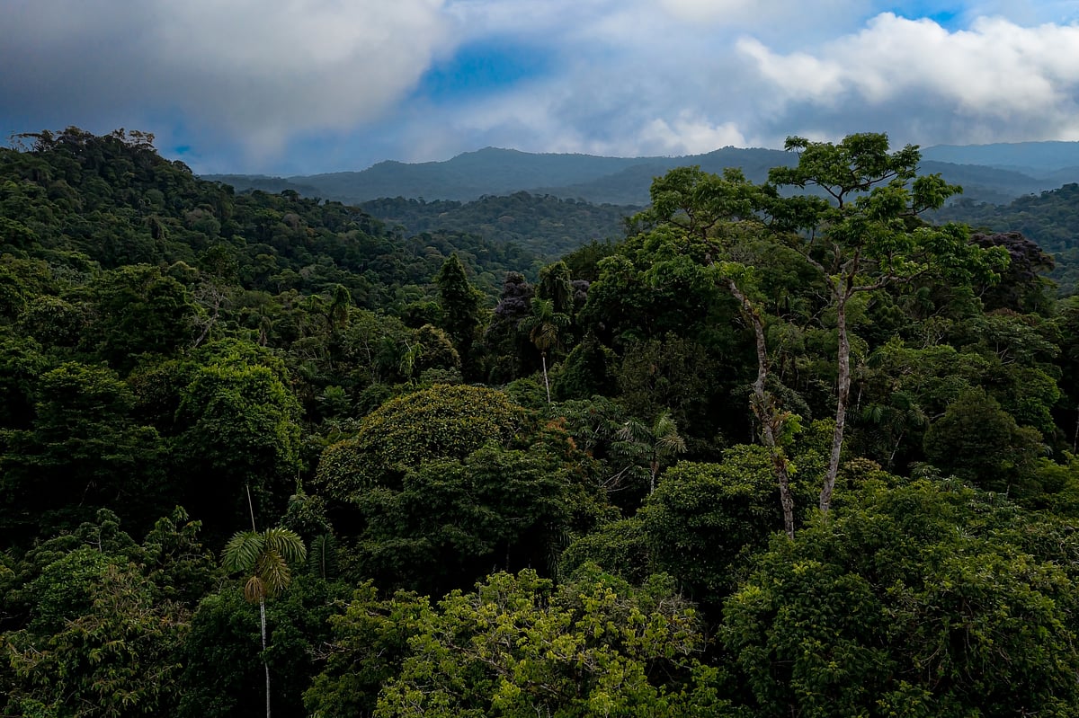 World's Trees Absorb Methane: A New Climate Change Ally Discovered