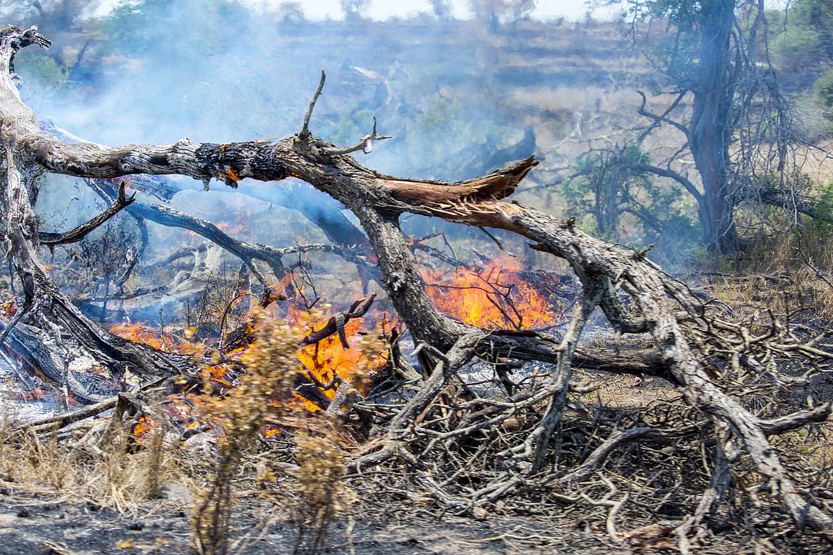 How Legal Action Can Help South Africa Adapt to Increasing Wildfires ...