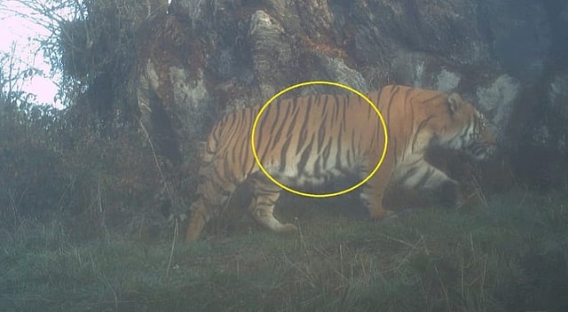 Tiger treks across international border from Sikkim to Bhutan