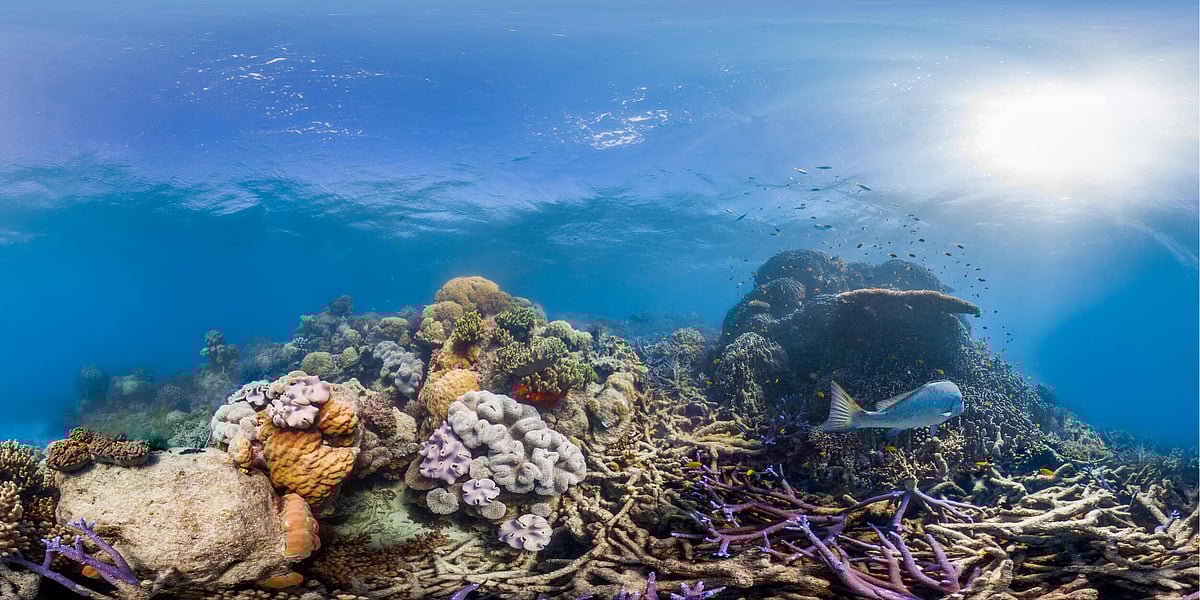 Nearly 75% of Global Coral Reefs Bleached Since January 2023, NOAA Reports