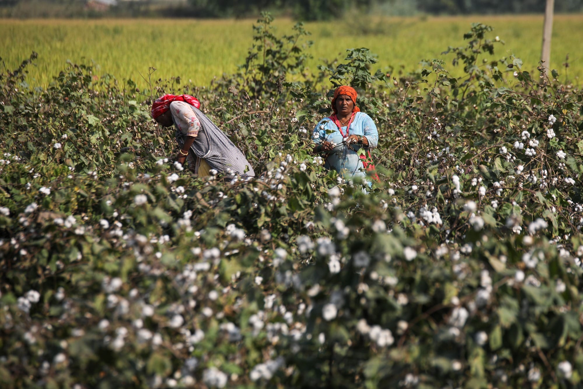 Pest Attacks Force Indian Farmers to Abandon Cotton for Other Crops