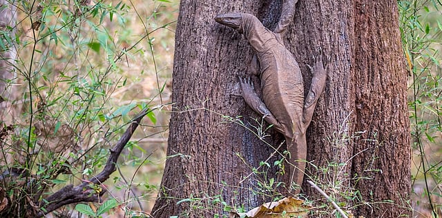 World Lizard Day 2024: The Role of the Bengal Monitor in the Siege of ...