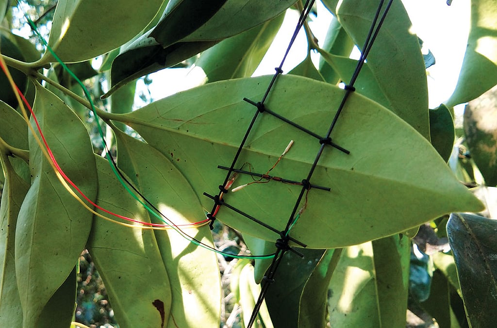 Tropical Tree Species in India Face Climate Change Threat: A Study by ...