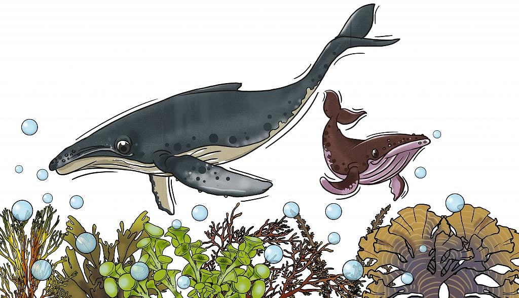 What is Seaweed? Discover the Spinach of the Sea with Gobar Times