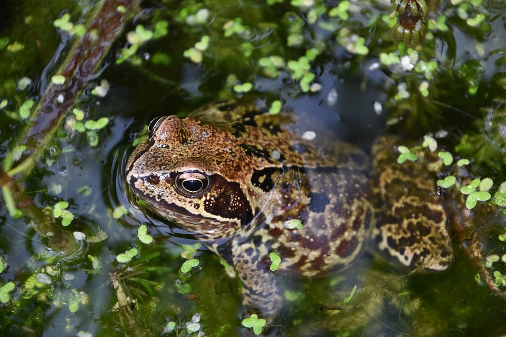 Climate Change Threatens Frogs: Up to 33% Habitat Loss by 2100 Due to ...