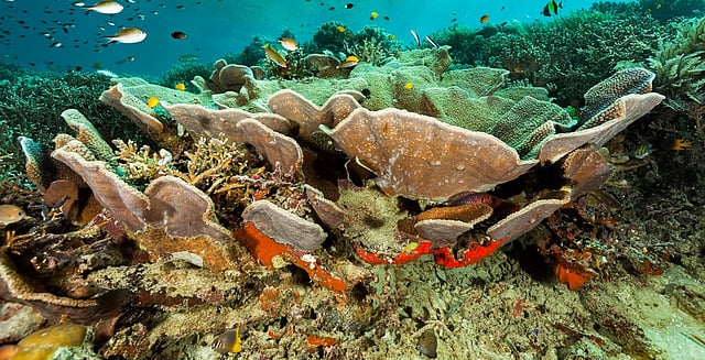 Coral Triangle Faces Biodiversity Crisis Due to Fossil Fuel Expansion ...