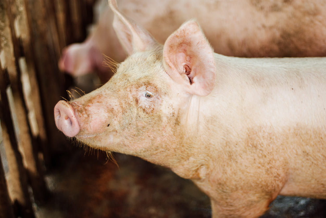 Rising Public Health Threat: Parasitic Infections from Pork in ...