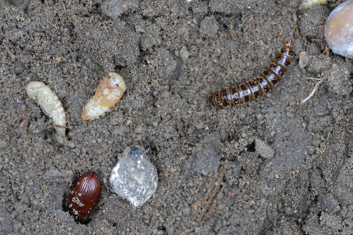 Kenyan Mealworm Larvae Found to Eat and Degrade Polystyrene Plastic