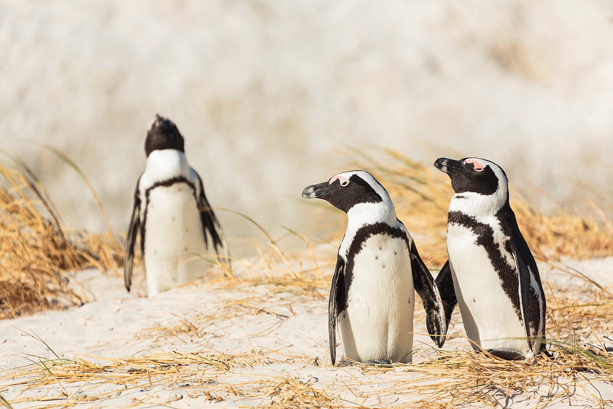 African Penguins on the Brink of Extinction by 2035: Urgent ...