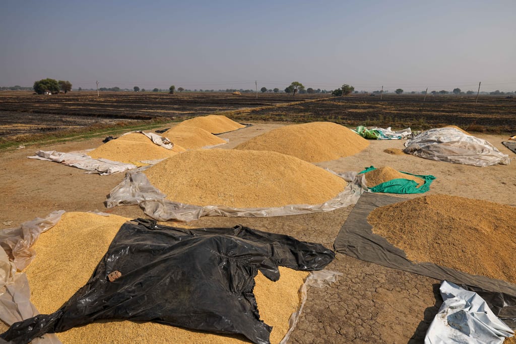 Why Madhya Pradesh's Sheopur Leads in Stubble Burning Over Punjab in 2024
