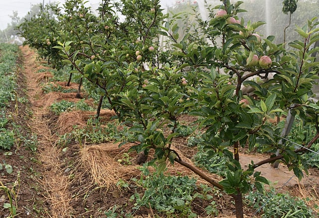 Economic Success of Natural Farming in Shimla's Apple Orchards
