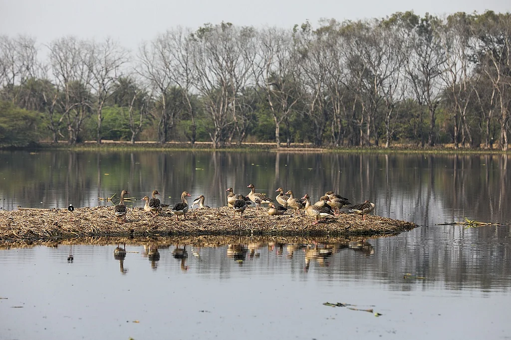 Greater Noidas Surajpur Wetland Conservation Project Initiated