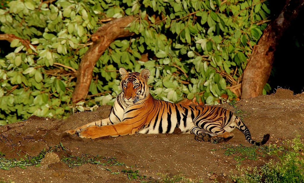 Kerala's 'Man-Eater' Tiger Found Dead in Wayanad Amid Protests and ...
