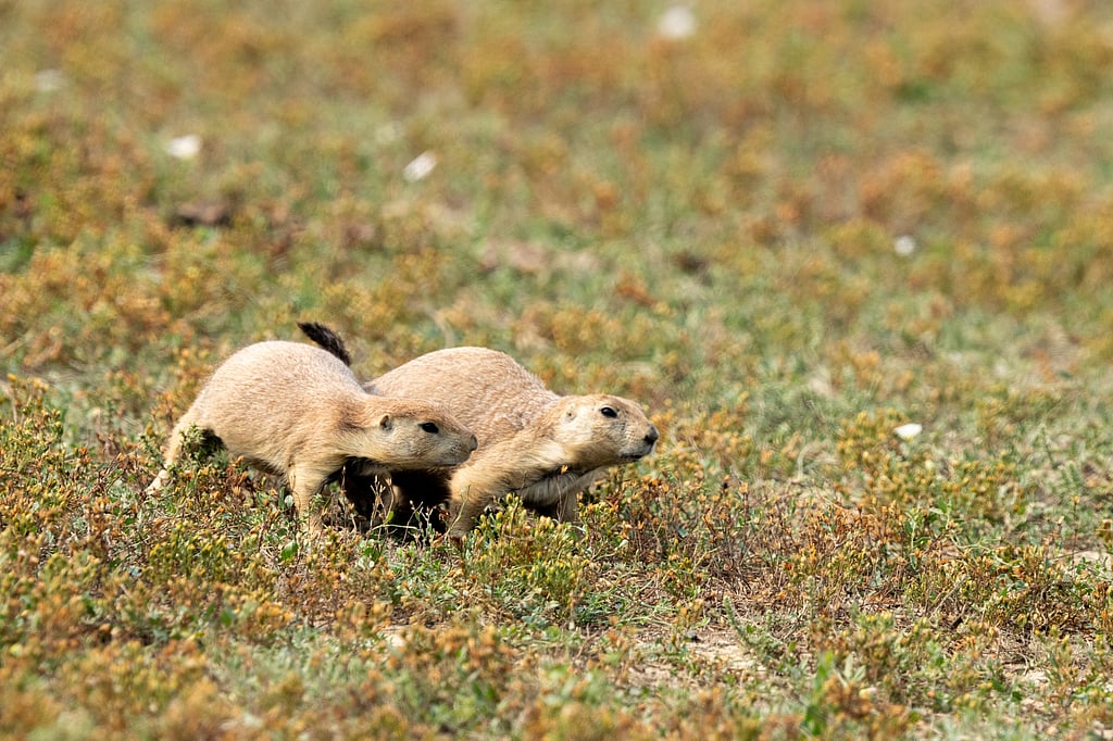 Global Study Unveils Decline in Genetic Diversity Across 600 Species