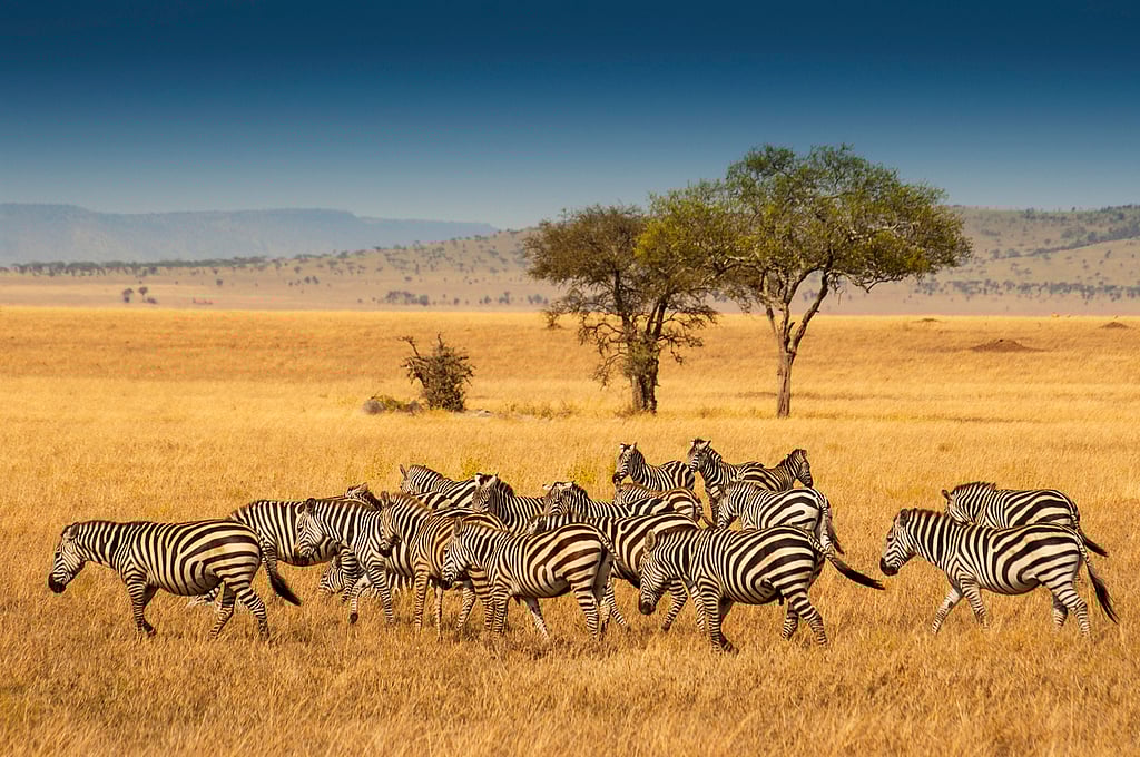 Cape Mountain Zebra Population Rises After Near Extinction; Grévy’s ...