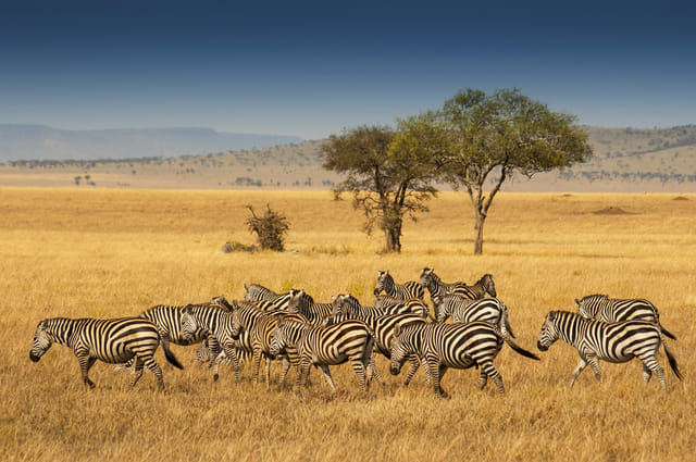 Cape Mountain Zebra Population Rises After Near Extinction; Grévy’s ...