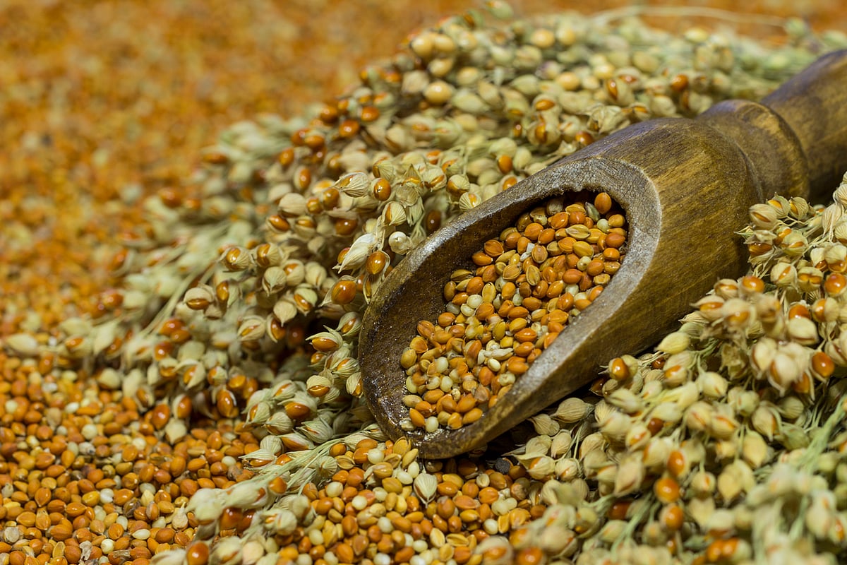 Government's High-Yielding Seeds Mission Sparks Concerns Over Crop ...