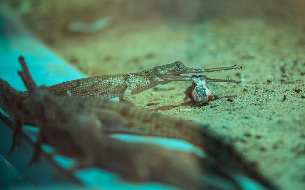 India's Gharial Nears Extinction: A Critical Look at Its Declining ...