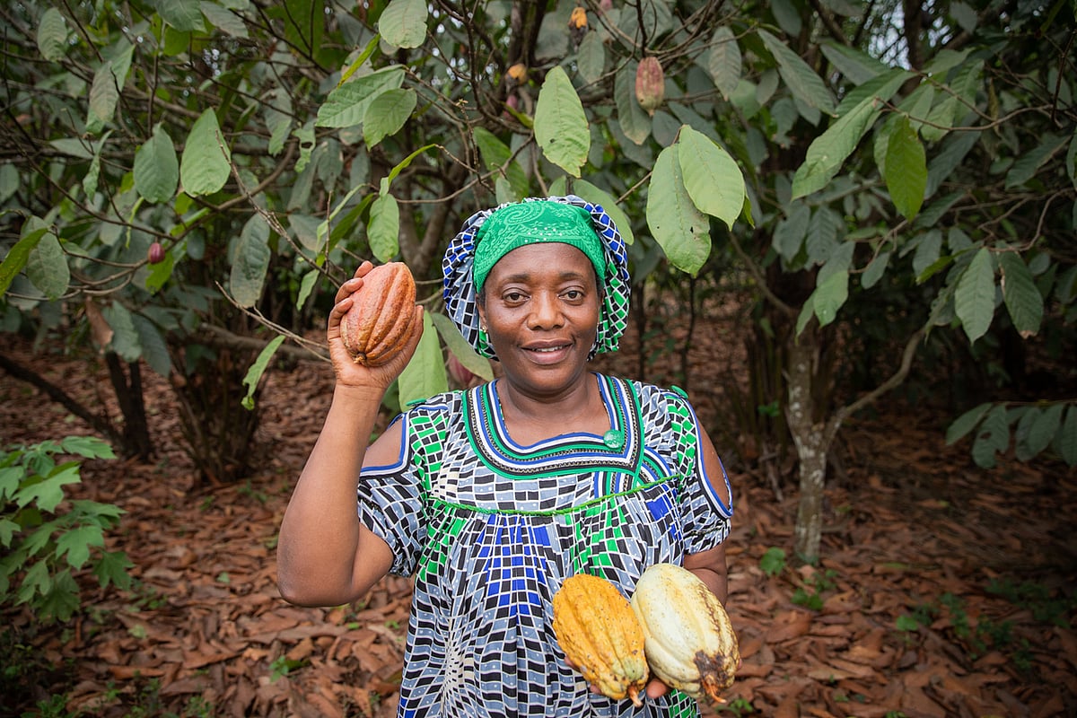 Climate Change Threatens Cocoa Production in West and Central Africa by ...