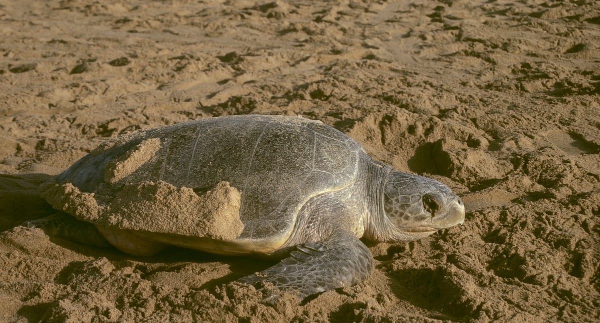 Why Odisha Should Grant Legal Personhood to Olive Ridleys and Chilika Lake