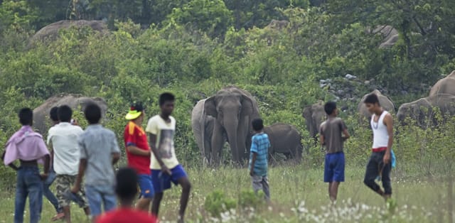 New Study Reveals Strategies to Mitigate Human-Elephant Conflict in ...