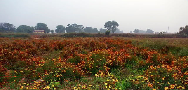Is Spring Season Disappearing in India? Rising Temperatures Suggest ...
