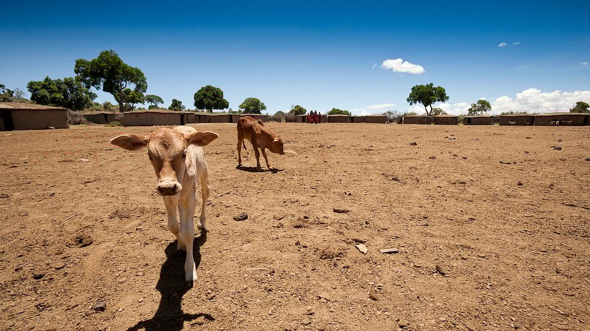 Kenya Faces Food Security Crisis as USAid Famine Warning System Shuts Down