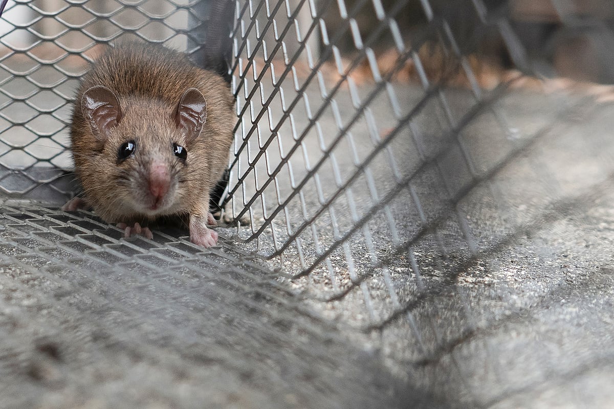 Endangered Quolls and Tasmanian Devils Threatened by Second-Generation ...