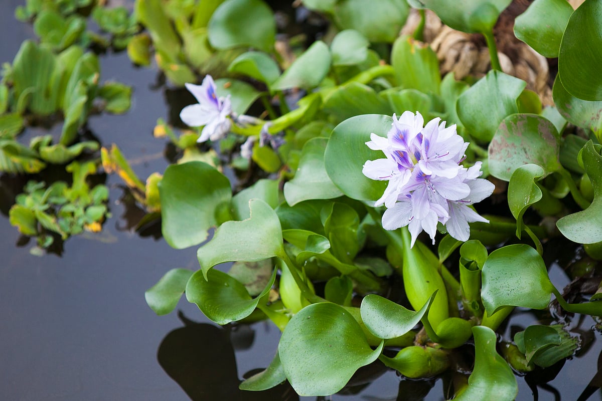Glyphosate: An Ecological Hazard, Not a Solution for Invasive Water Hyacinth