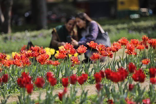Delhi's Tulip Festival 2023: A Celebration of Spring with Flowers and ...