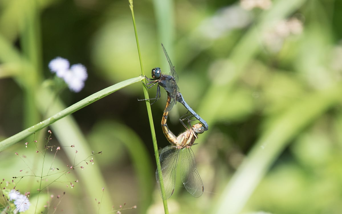 Genetically Modified Insects: Making Sex Deadly to Control Pests and ...